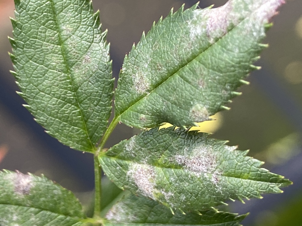 Rose Powdery Mildew from Hood River County, US-OR, Lewis and Clark ...