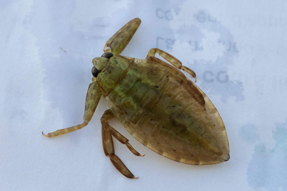 American Giant Water Bug from Marais Ipex, Saint-Laurent, Montreal, QC ...
