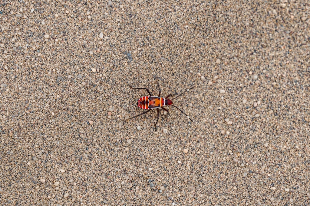 Winged and Once-winged Insects from Huacho, Perú on November 19, 2023 ...