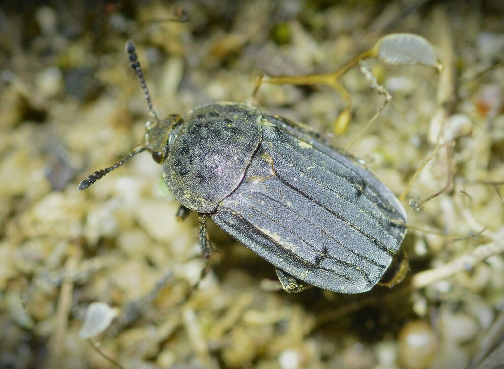 Thanatophilus sinuatus from Hallerndorf, Deutschland on May 9, 2022 at ...