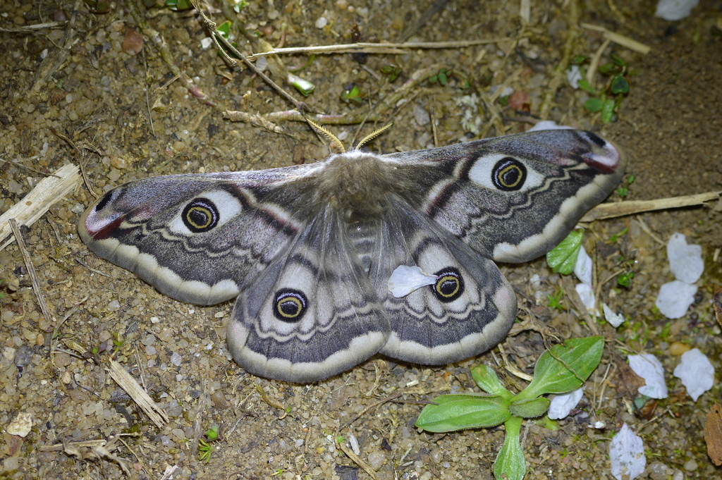 Small Emperor Moth from Eggolsheim, Deutschland on April 6, 2022 at 09: ...