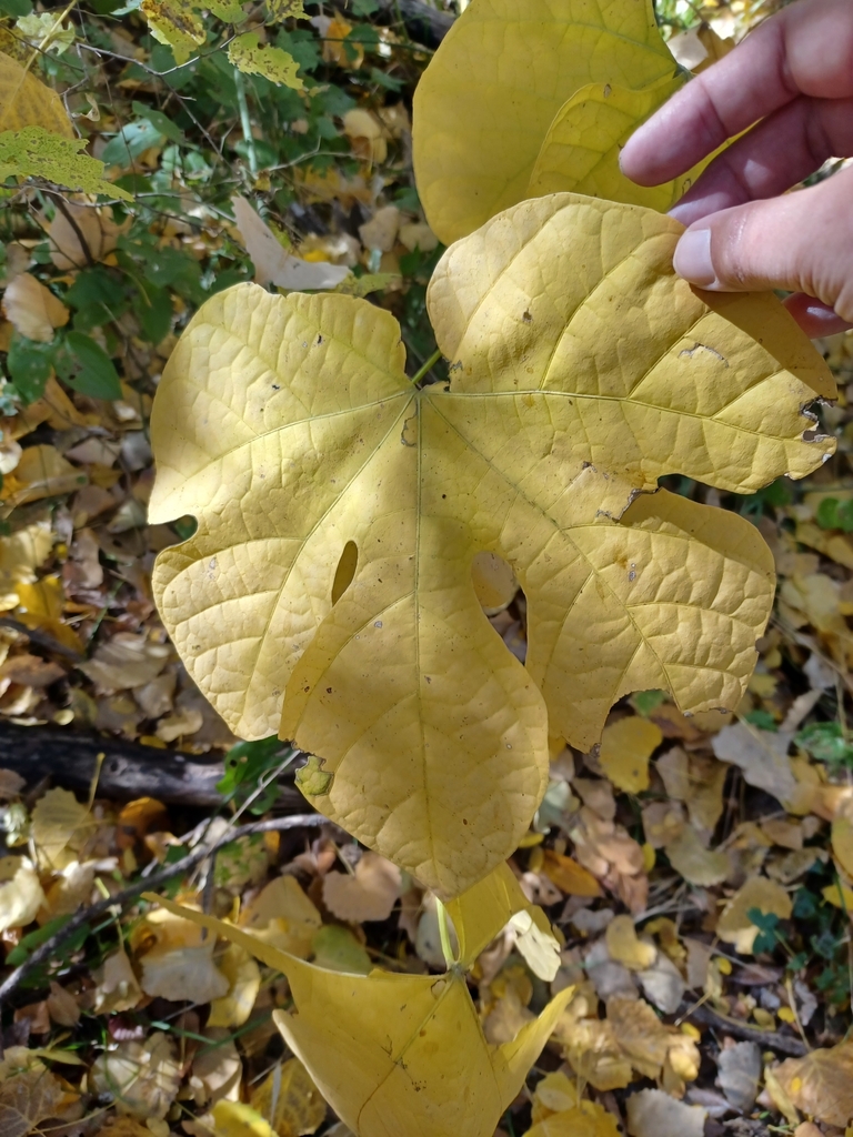 Chinese parasol tree from Fort Worth, TX 76107, USA on December 9, 2023 ...