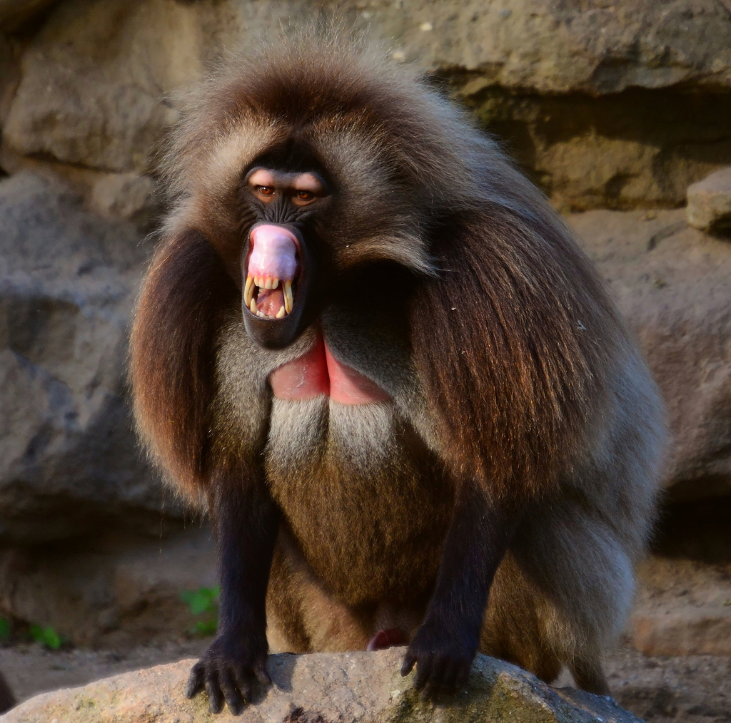 Gelada (Theropithecus gelada) - Know Your Mammals