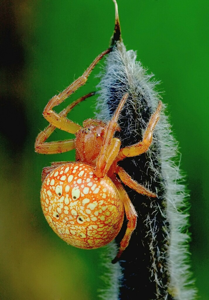Strawberry Spider from Šakių r. sav., Lietuva on August 15, 2009 at 06: ...