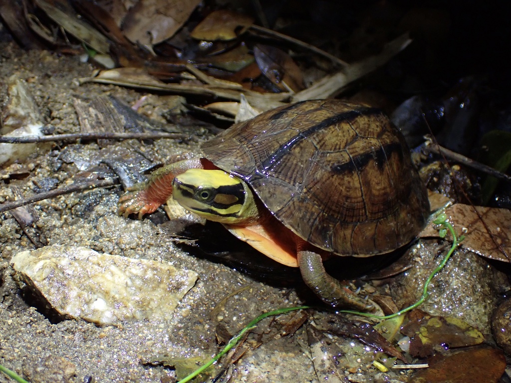 Chinese Three-striped Box Turtle in March 2021 by Tse Chung Yi. 2-3 ...