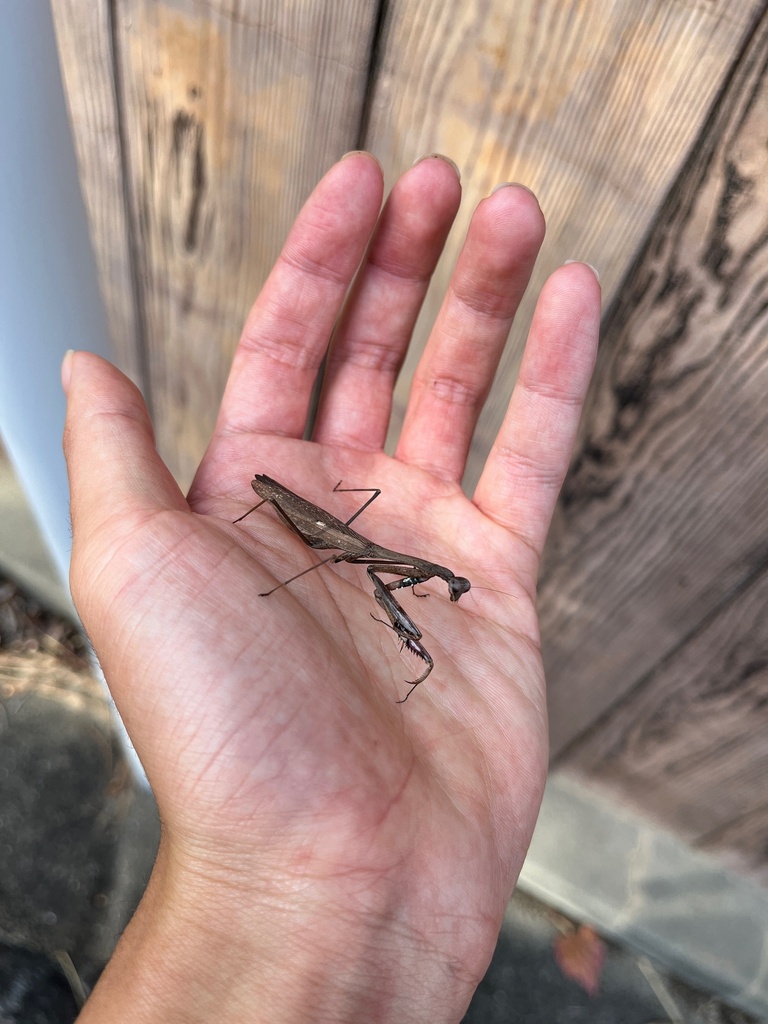 Statilia maculata maculata from 竹房, 紀の川市, 和歌山県, JP on December 9, 2023 ...