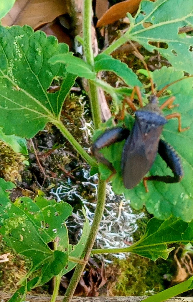 Spine-headed Bugs from Nueva California, Provincia de Chiriquí, Panamá ...