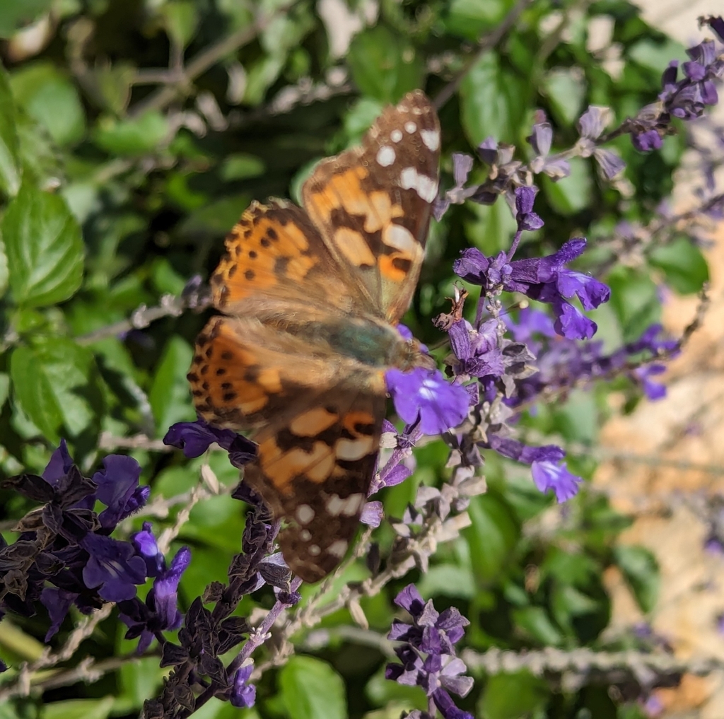 Painted Lady from Dripping Springs, TX 78620, USA on December 9, 2023 ...