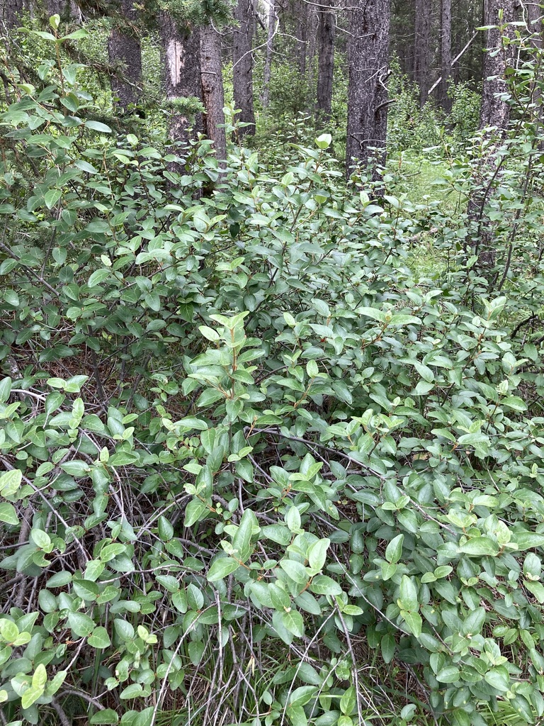 Canadian buffalo-berry from Improvement District No. 9, AB T0L, Canada ...