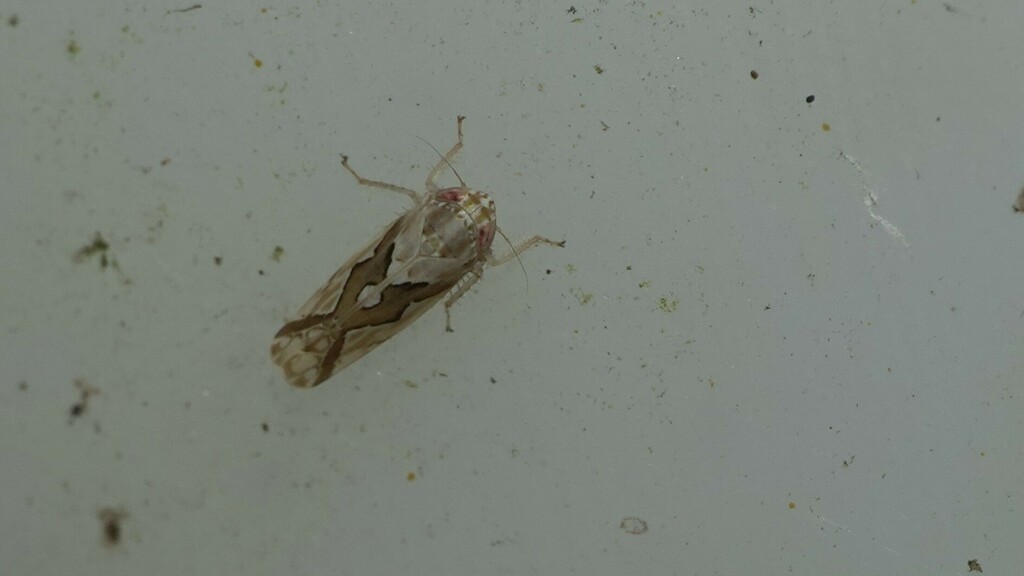 Zig-zag Winged Rice Leafhopper from Palolem Plaza on December 5, 2023 ...