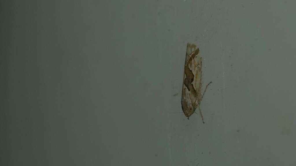 Zig-zag Winged Rice Leafhopper from Palolem Plaza on December 5, 2023 ...