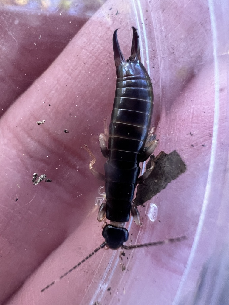 Earwigs from Fort Worth Botanic Garden, Fort Worth, TX, US on December ...