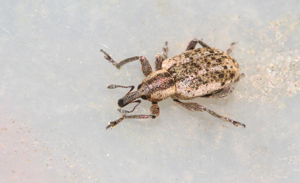 Hypera conmaculata from Kvismaren, åslaholmen. Sverige on September 8 ...