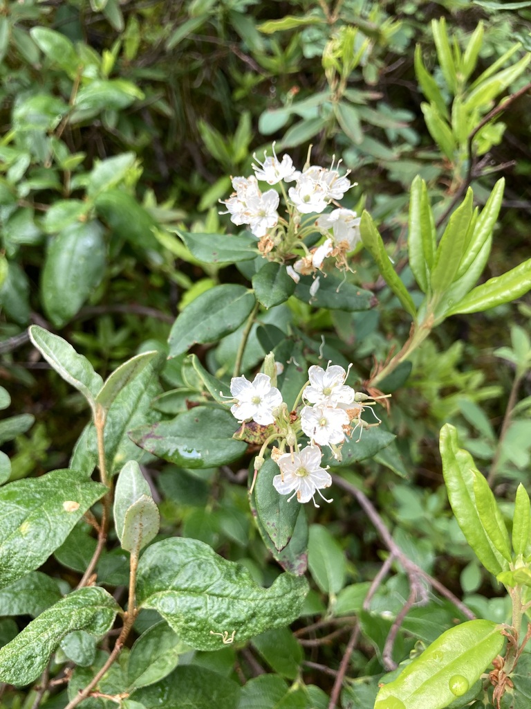 Western Labrador Tea from Improvement District No. 9, AB T0L, Canada on ...