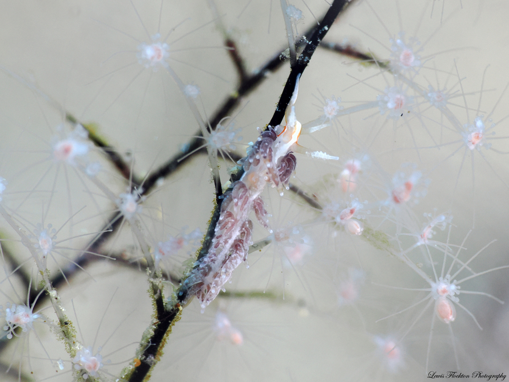 Christmas Tree Hydroid Nudibranch from Las Palmas, ES-CN, ES on ...