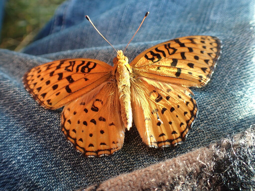 Aphrodite Fritillary in July 2023 by Angus Mossman. in shrubby ...