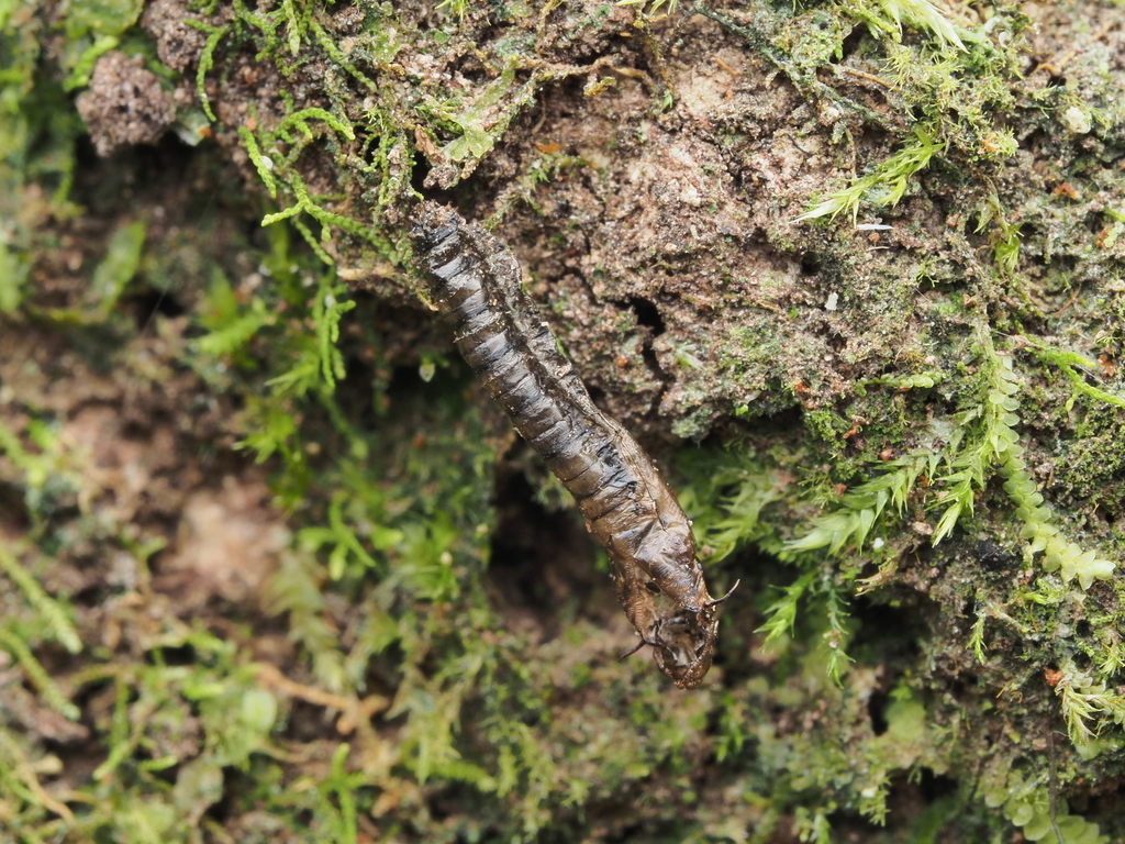 Nematoceran Flies from Point View Reserve, East Tamaki Heights ...