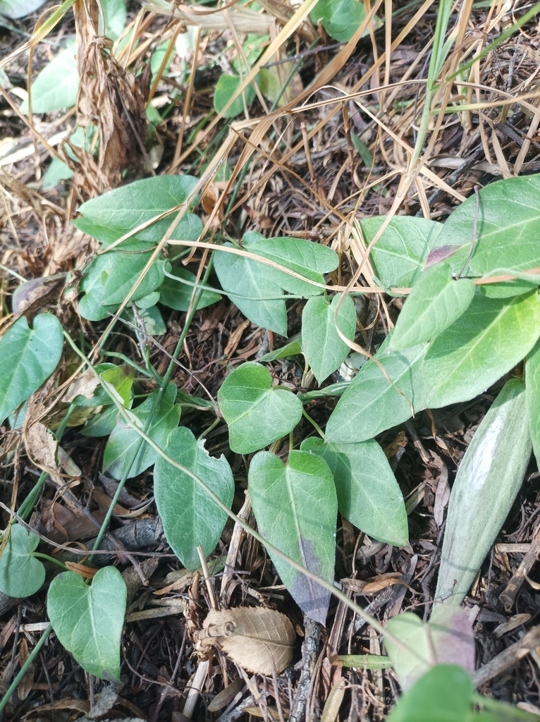 Funastrum elegans from Manzana 012, La Perla, 54740 Cuautitlán Izcalli ...