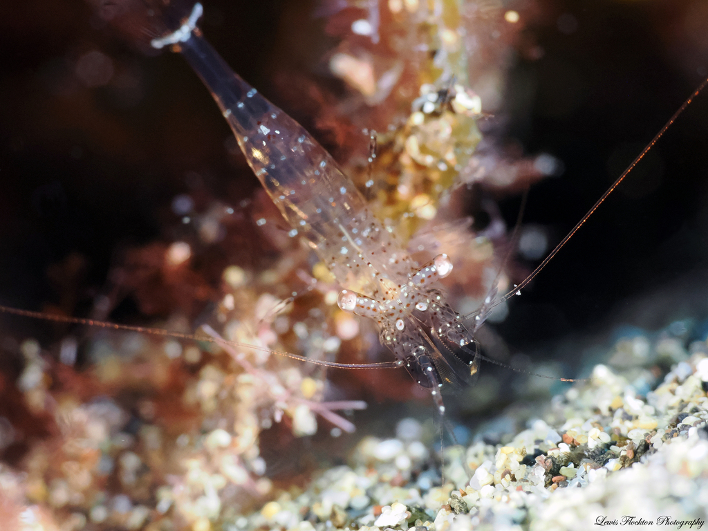 Crystal Prawn from Las Palmas, ES-CN, ES on December 6, 2023 at 06:22 ...