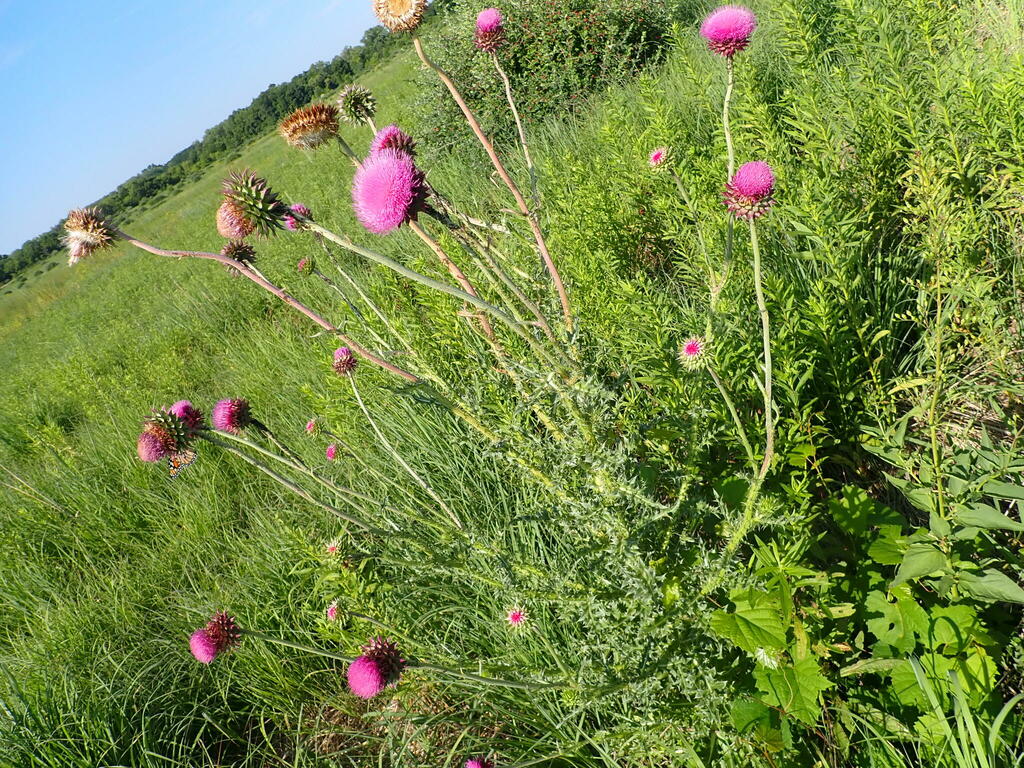 musk thistle in July 2023 by Angus Mossman. In shrubby weedy prairie ...