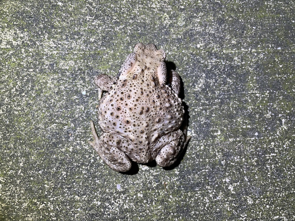Asiatic Toad in June 2023 by Alex Pintsen JIN · iNaturalist