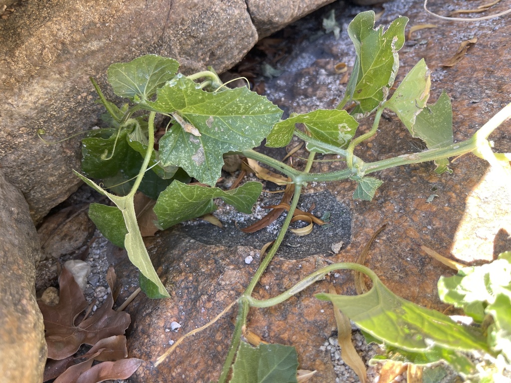 melon loco from Sabino Creek, Tucson, AZ, US on December 9, 2023 at 10: ...