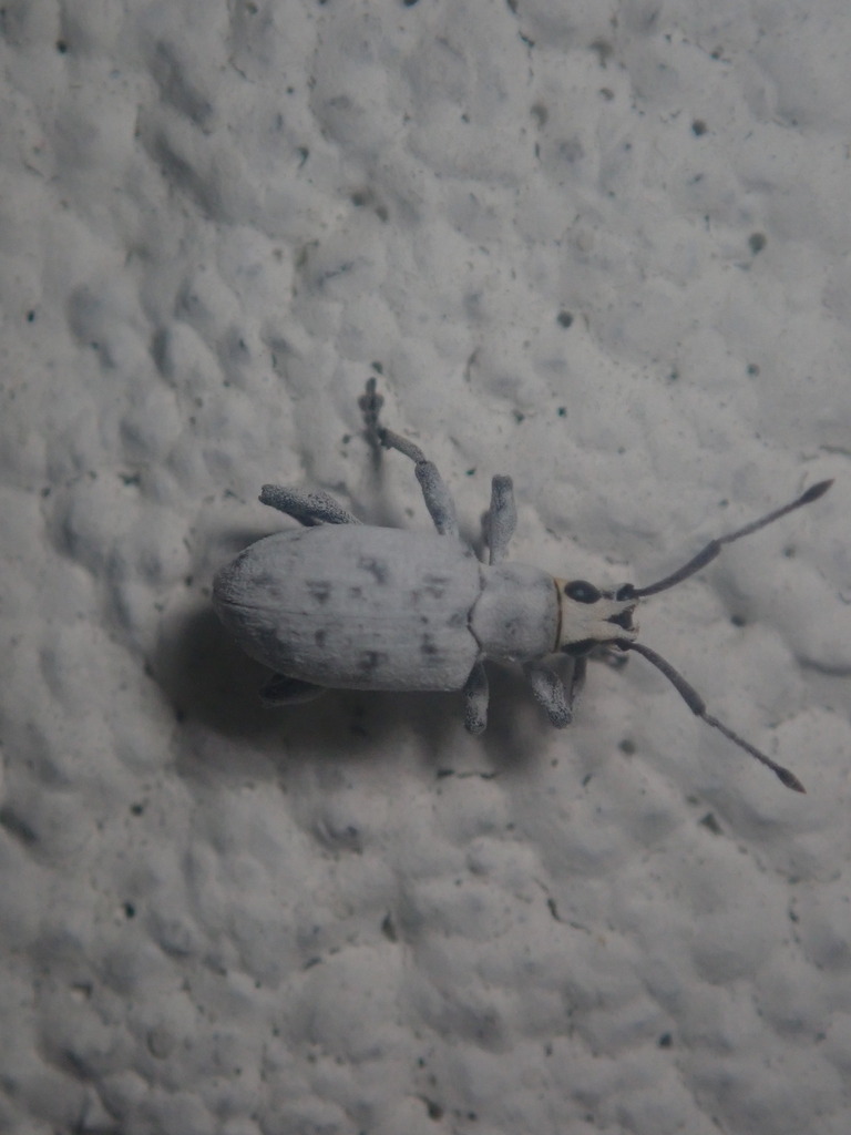 Sri Lanka Weevil from Bodden Town, Cayman Islands on December 5, 2023 ...