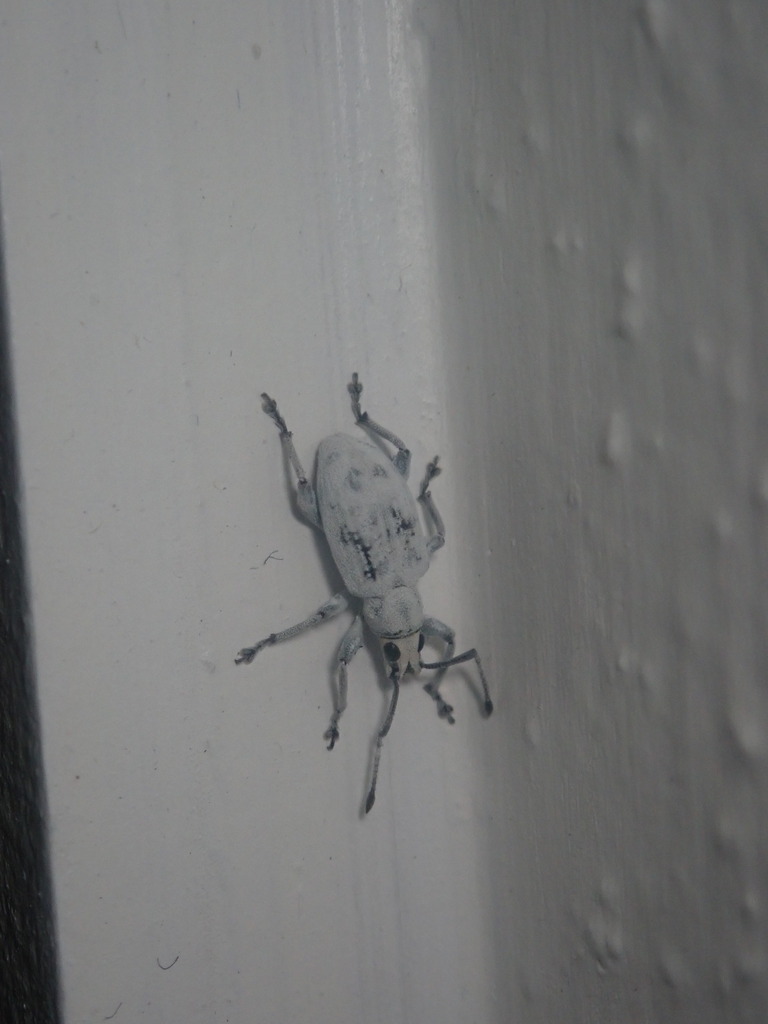 Sri Lanka Weevil from Bodden Town, Cayman Islands on December 5, 2023 ...