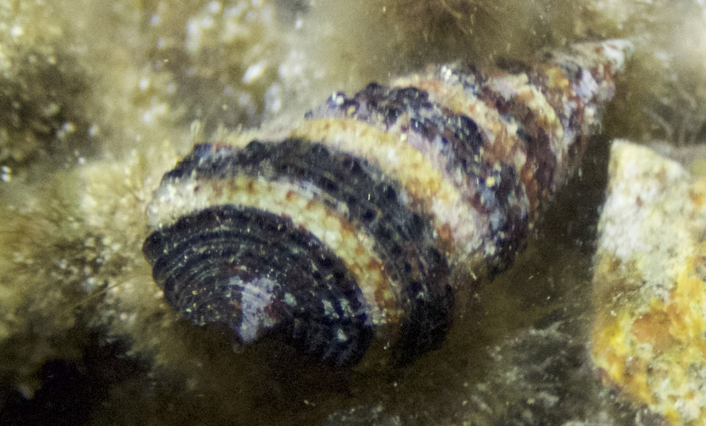 Cerithium zebrum from Nouméa, Sud, New Caledonia on November 25, 2023 at 03:47 PM by Cazé Hélène ...