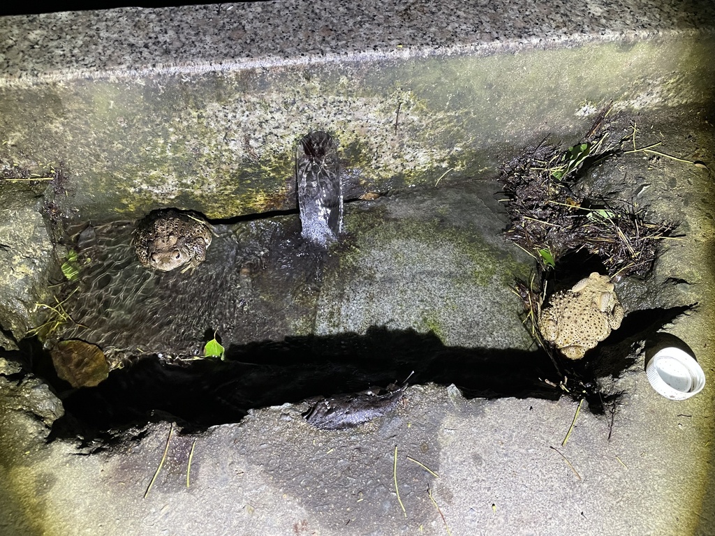 Asiatic Toad from 鄞州区, 宁波市, 浙江省, CN on June 9, 2023 at 10:08 PM by ...