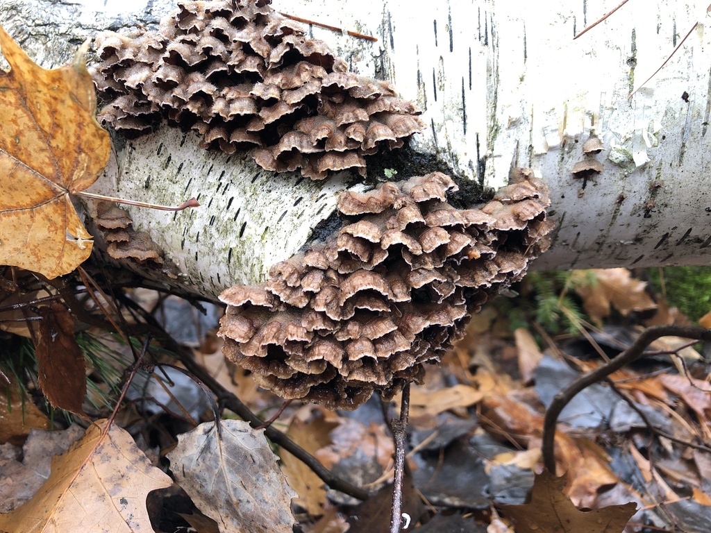 Silverleaf Fungus from Sturgeon Bay, WI, US on December 9, 2023 at 01: ...