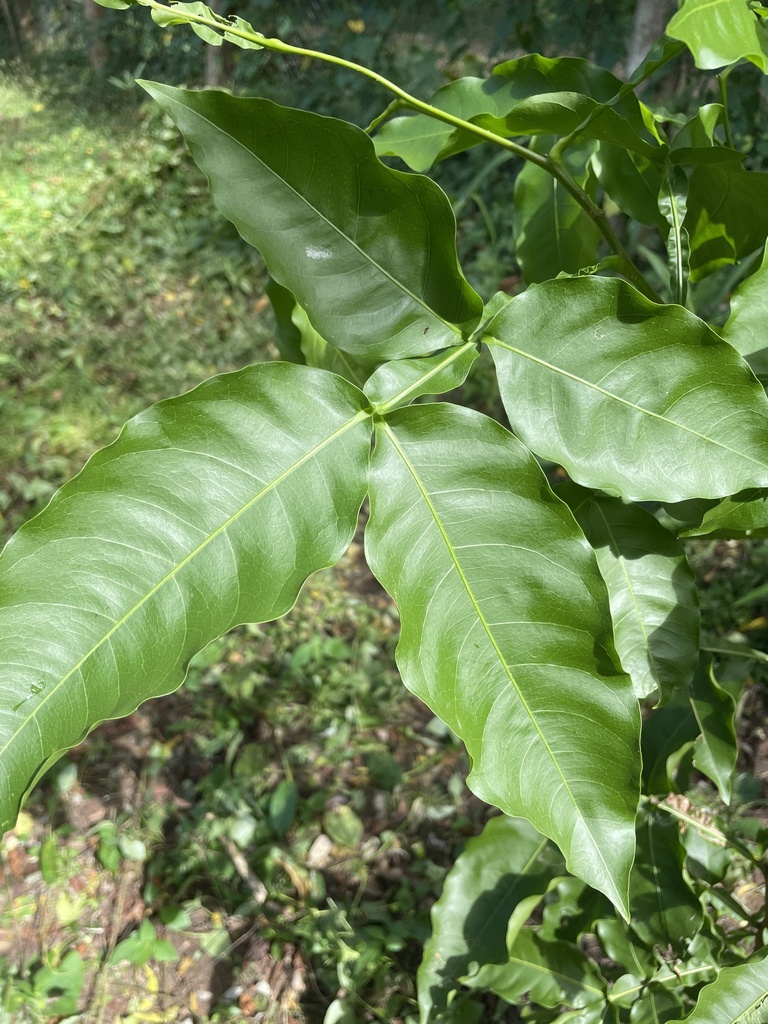 Genip from San Juan Del Sur, Rivas, NI on December 9, 2023 at 01:19 PM ...