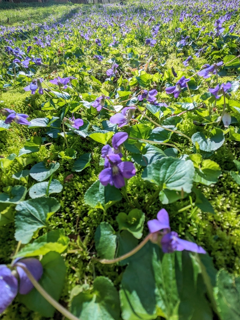 common blue violet in March 2023 by crazybeachcats · iNaturalist