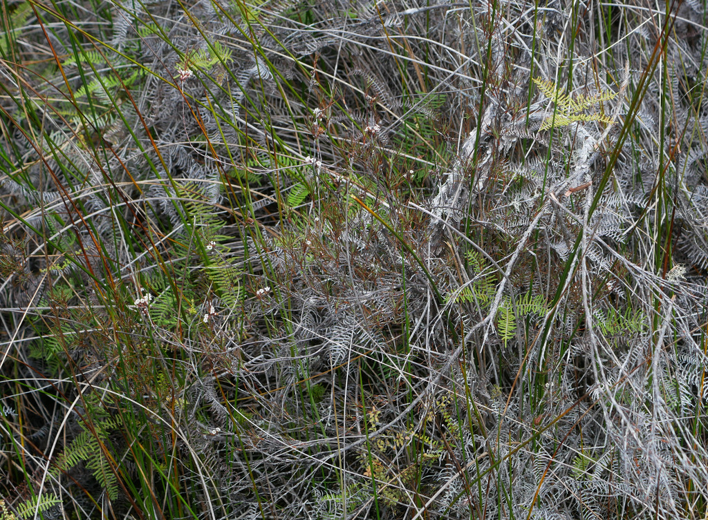 Monoao from Hastings District, Hawke's Bay, New Zealand on December 7 ...