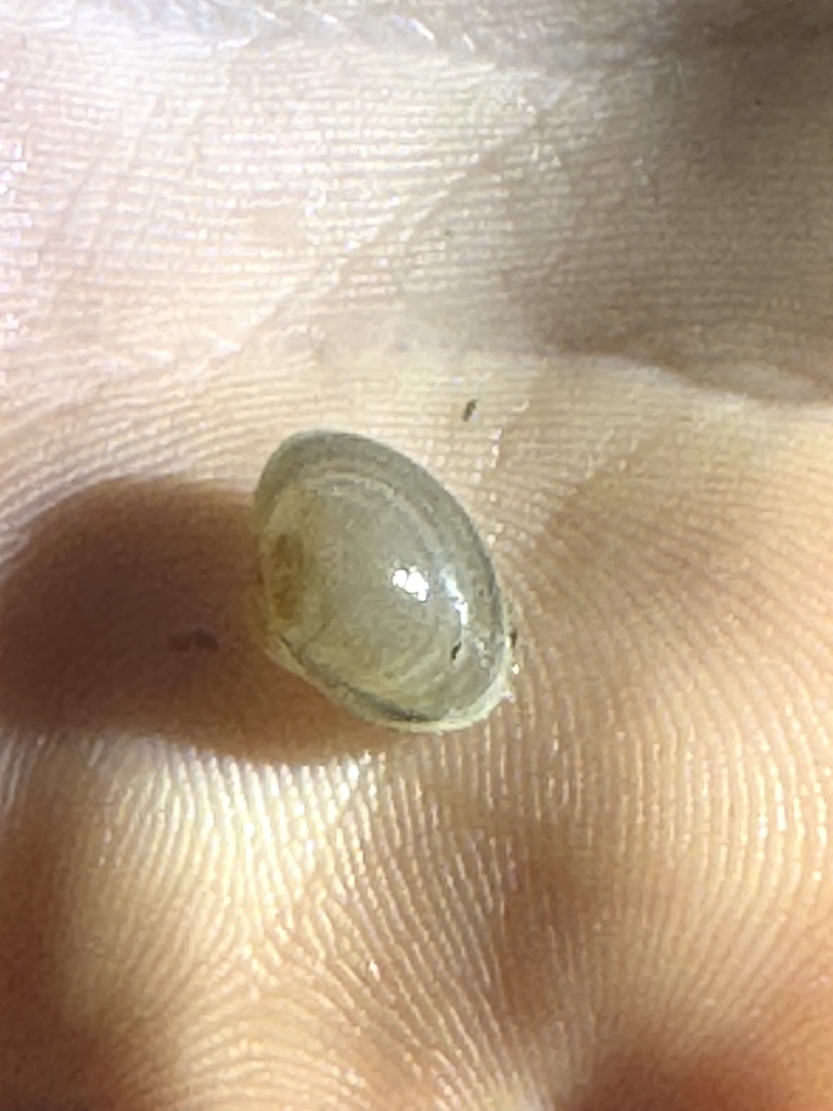 Sphaerium from NE 12th St, Vancouver, WA, US on December 9, 2023 at 11: ...