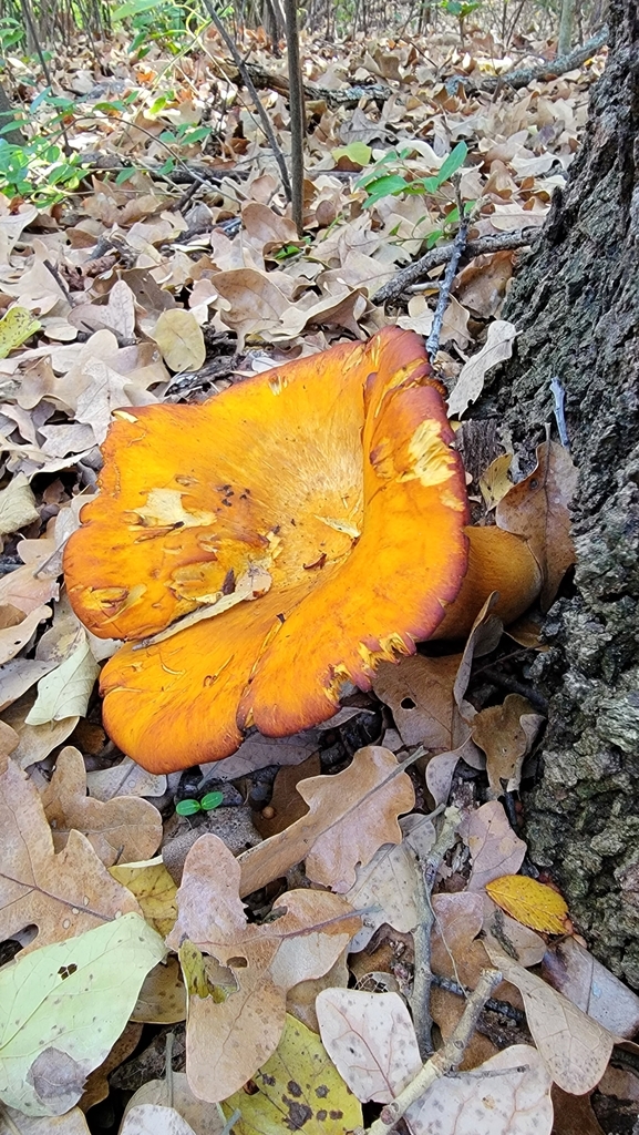 southern jack-o'-lantern from Arlington, TX 76012, USA on November 28 ...
