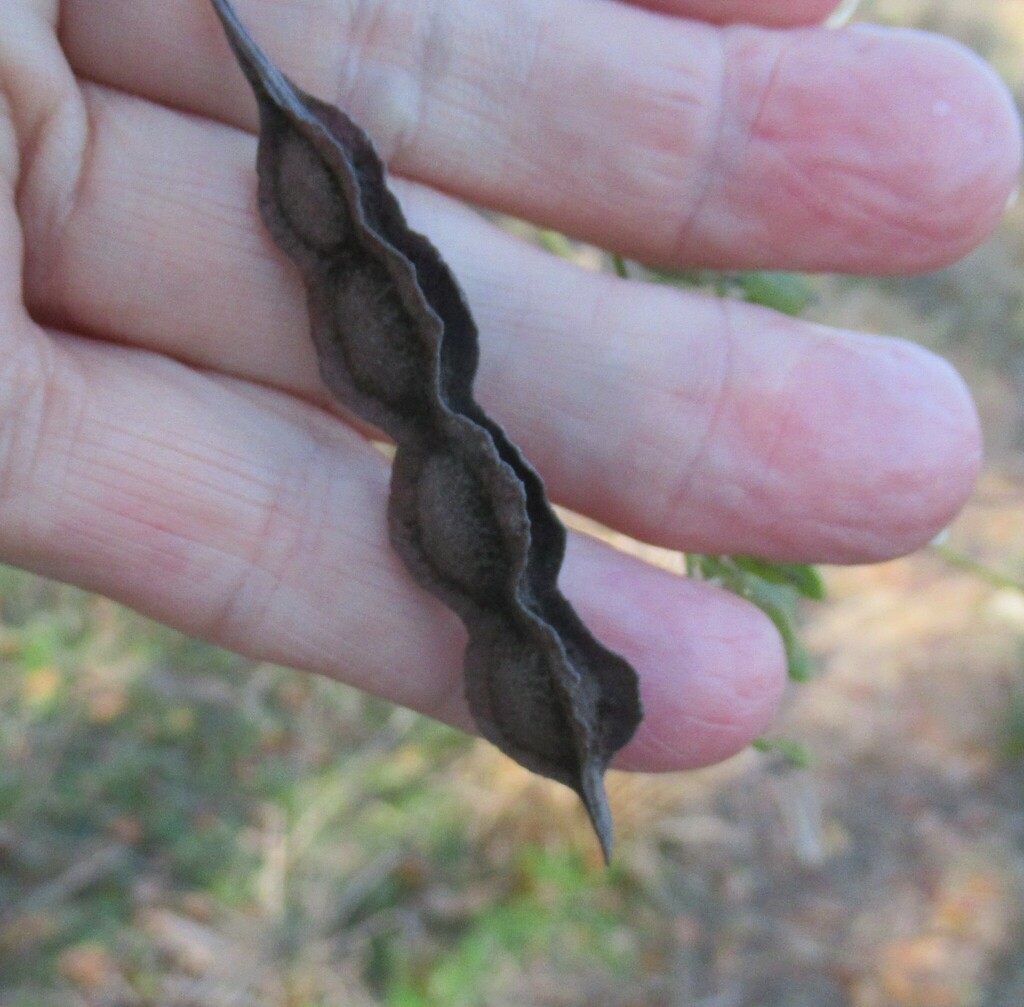 Rattlebush from 5365 CR 326, Lexington, Lee Co, TX USA on December 8 ...