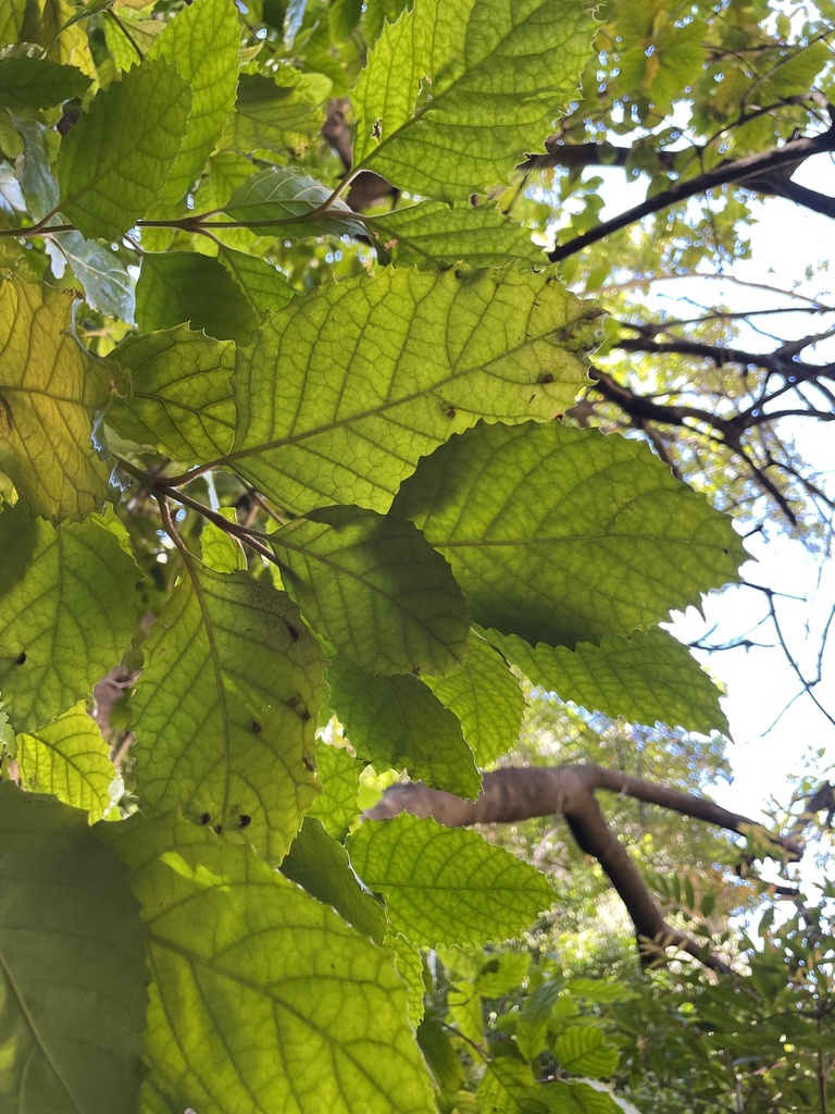 Assegai tree in November 2023 by Grant Bridgman · iNaturalist
