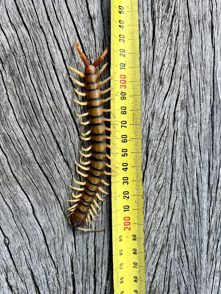 Australasian Giant Centipede from K'gari, Eurong, QLD, AU on November ...