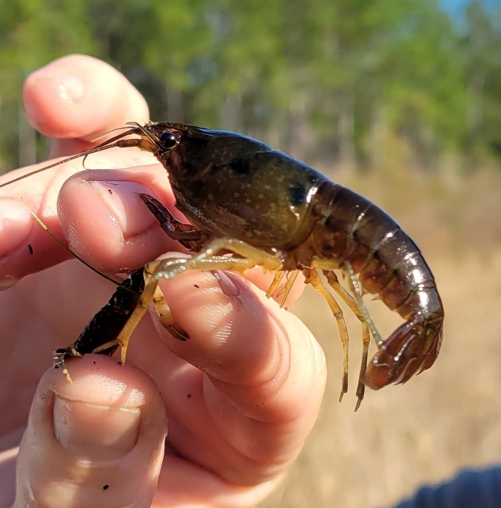 Blacknose Crayfish from Tallahassee, FL 32305, USA on December 9, 2023 ...