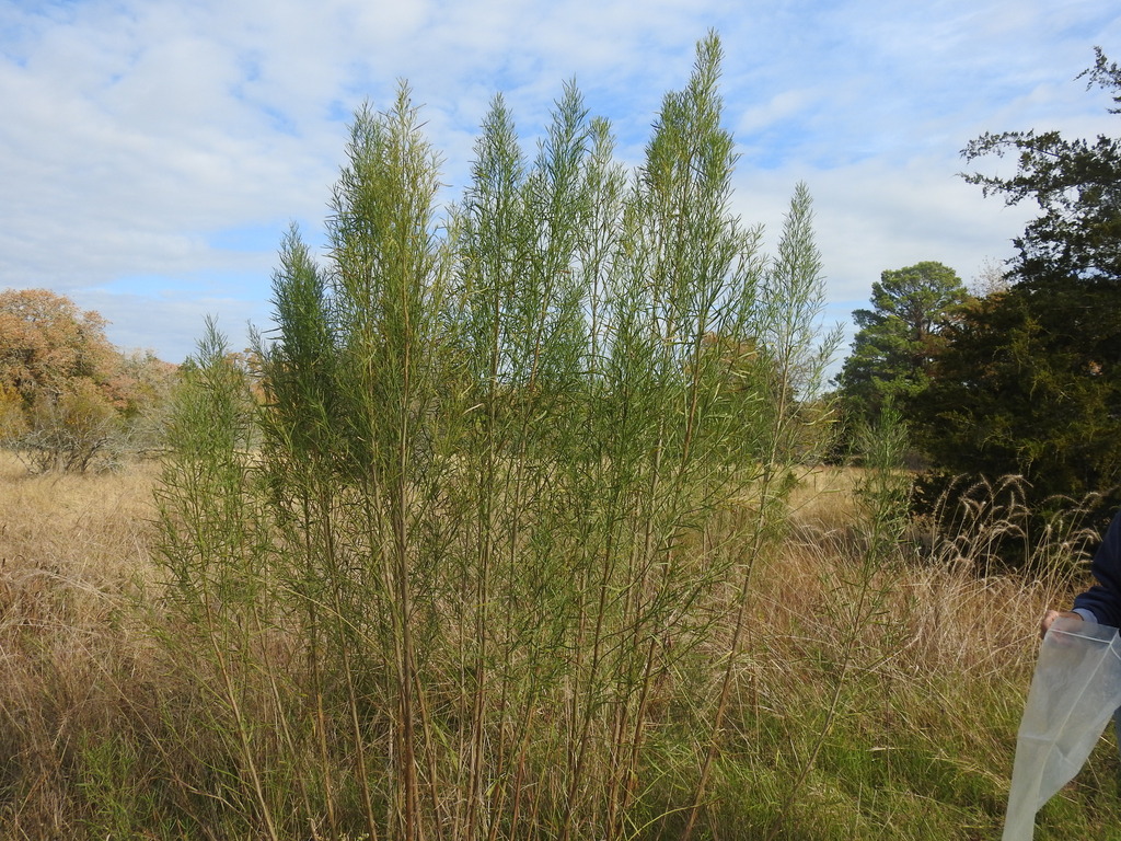 Poverty Weed from Bastrop County, TX, USA on December 7, 2023 at 11:23 ...