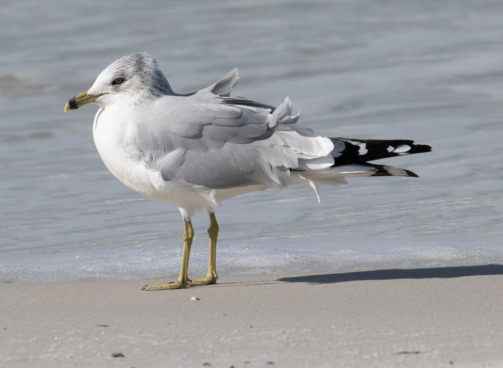 Ring-billed Gull from Pelican Bay, North Naples, FL, USA on December 6 ...