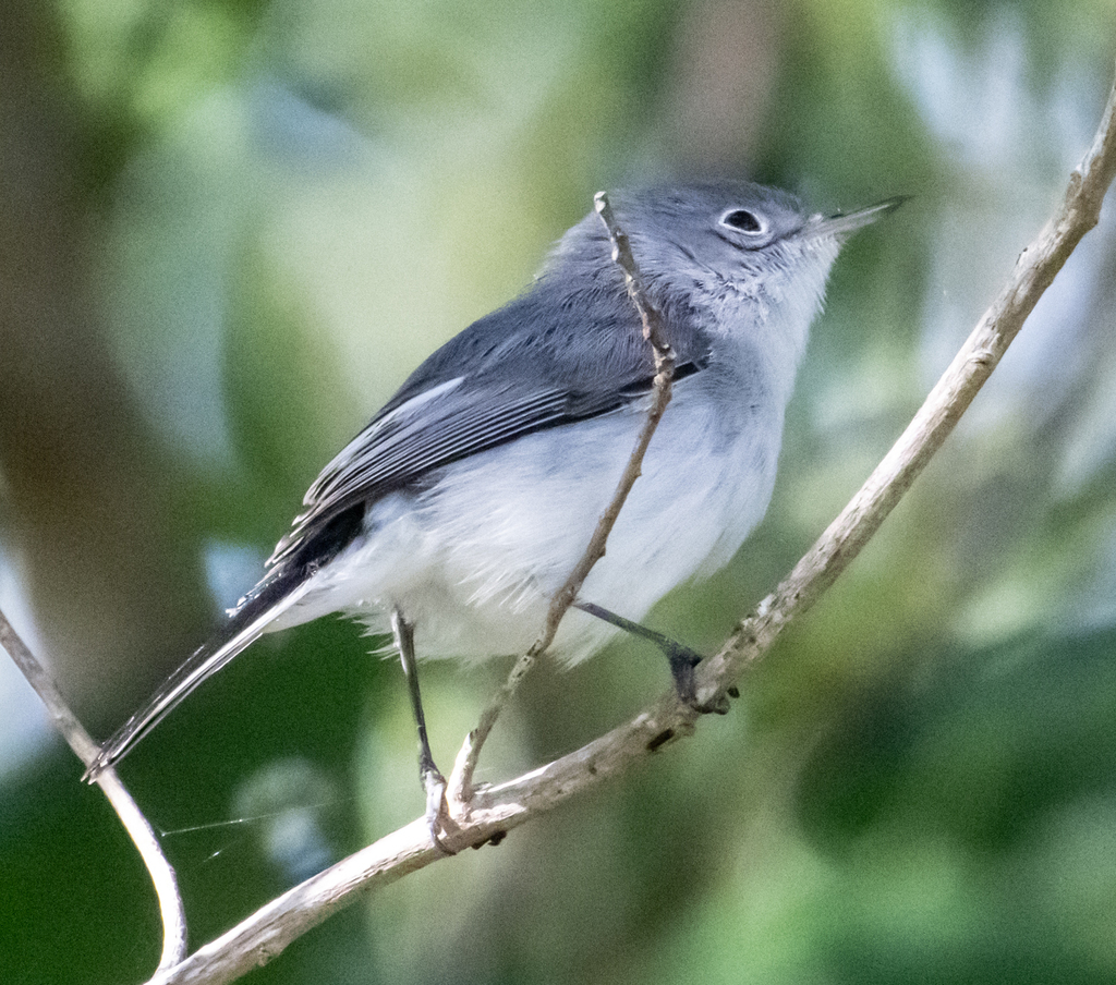 Blue-gray Gnatcatcher from Pelican Bay, North Naples, FL, USA on ...