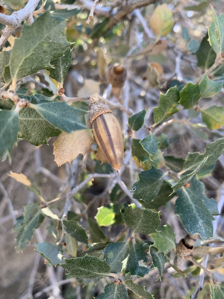 Muller's oak from Joshua Tree National Park, Desert Center, CA, US on ...