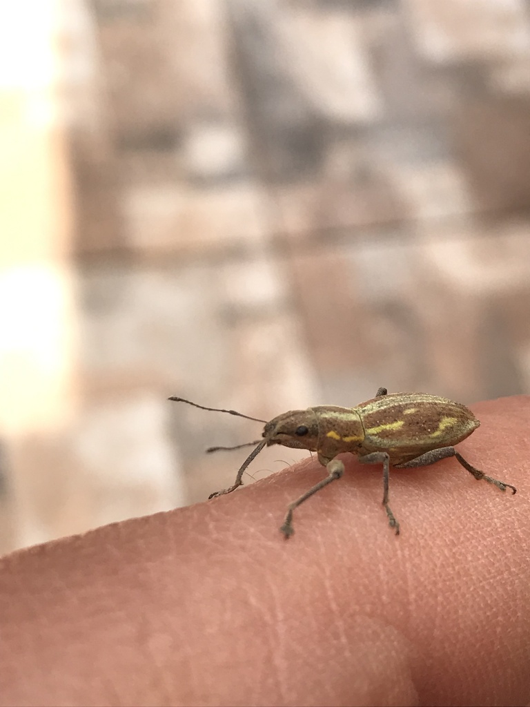South American Fruit Tree Weevil from Las Hortencias, San Fernando ...