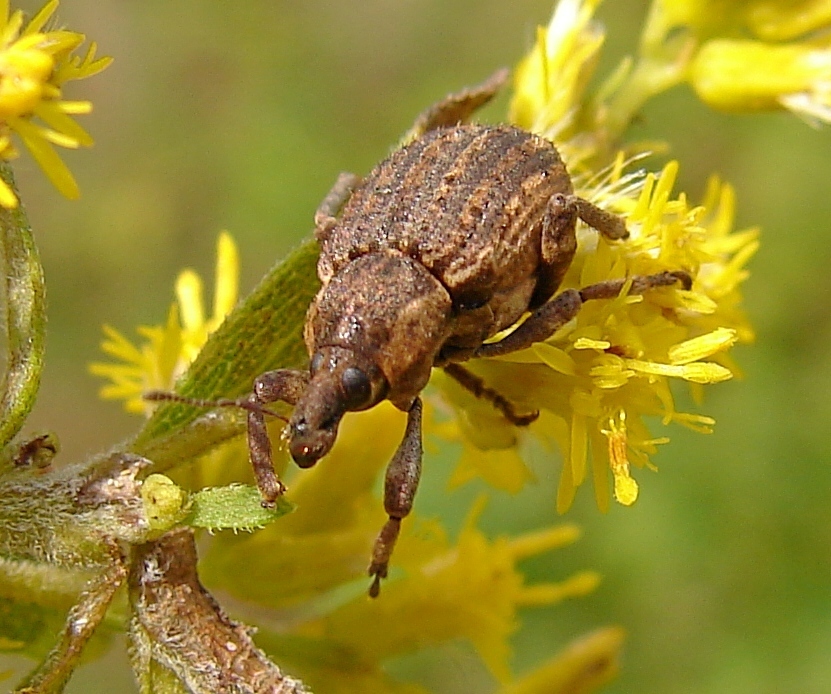 Clover Leaf Weevil from Charleston, Staten Island, NY 10309, USA on ...