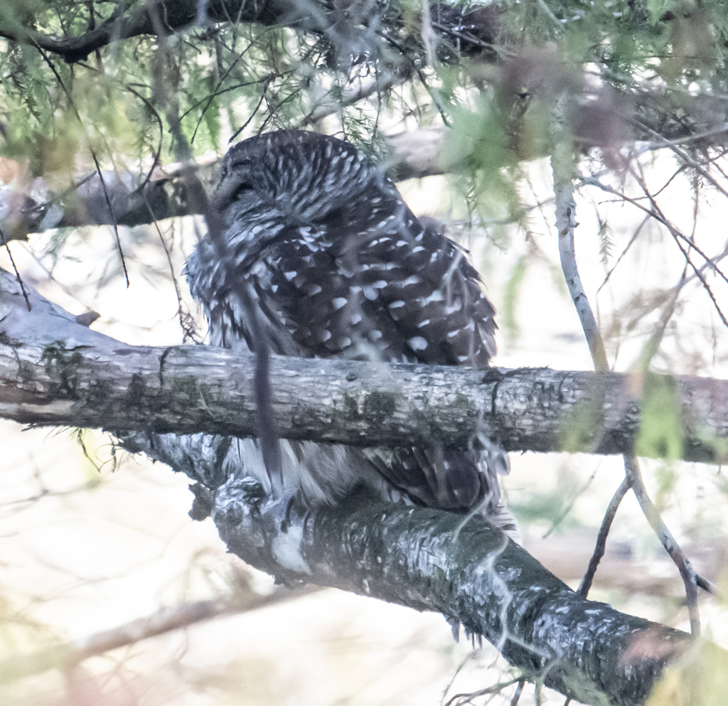 Barred Owl from Corkscrew, FL, USA on December 6, 2023 at 04:55 PM by ...