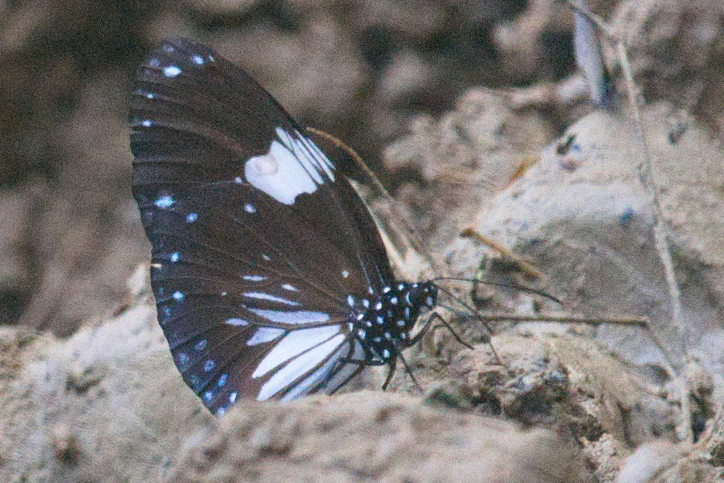 Magpie Crow Butterfly from Kaeng Krachan, Kaeng Krachan District ...