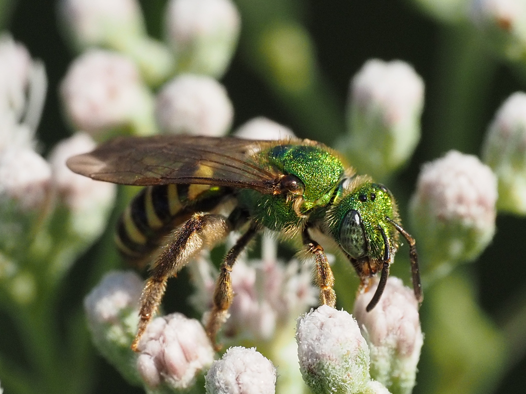 Bicolored Striped Sweat Bee from Kings, New York, United States on ...