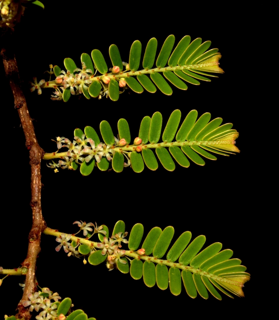 Myrobalan (Kanha National Park - Plants) · iNaturalist